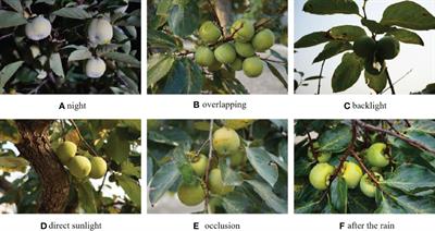 Frontiers | Polar-Net: Green fruit instance segmentation in complex orchard environment